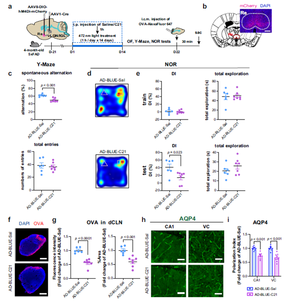 40Hz蓝光光照可成为AD康复治疗新手段-南方医科大学新闻中心